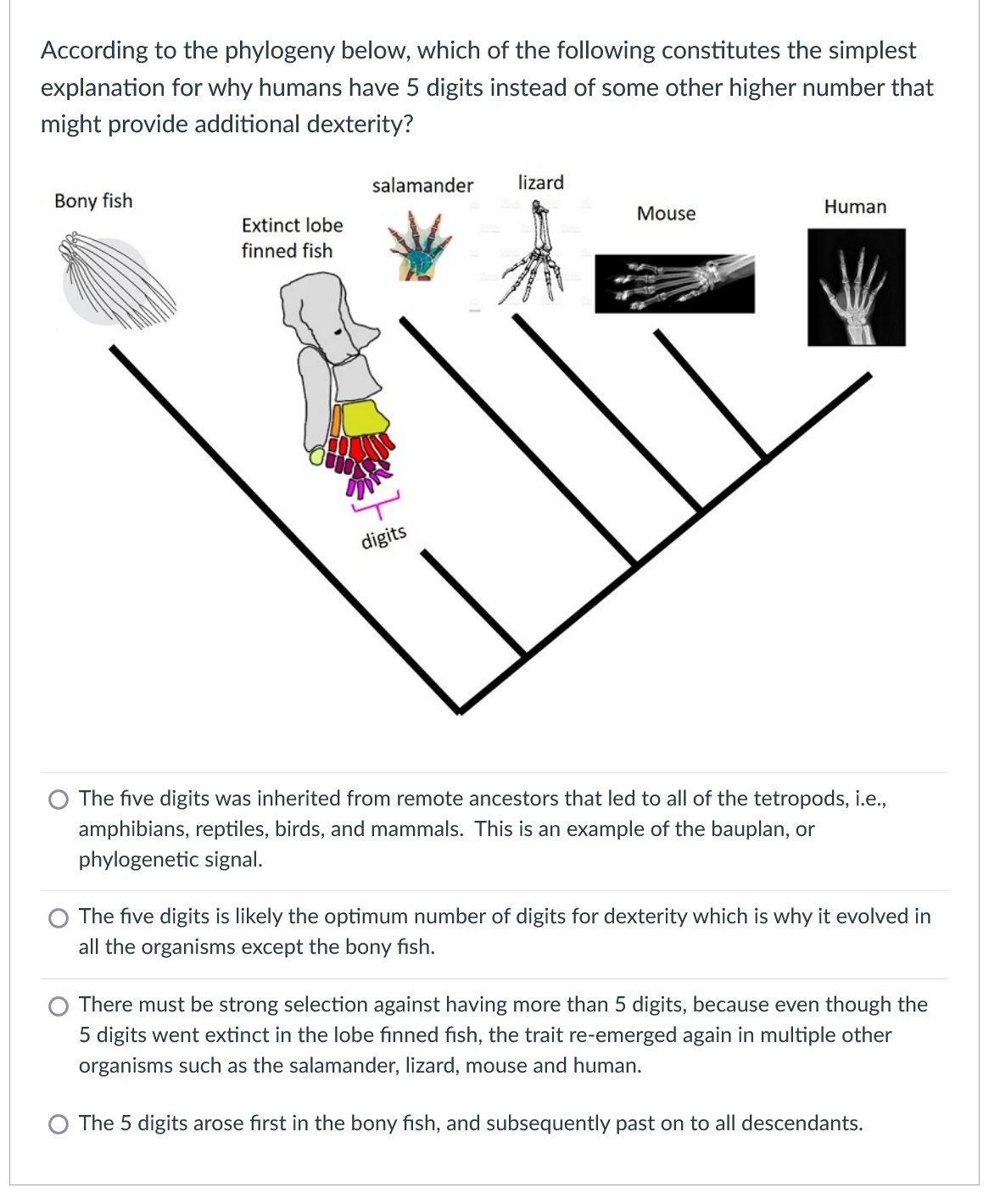 Solved According to the phylogeny below, which of the | Chegg.com