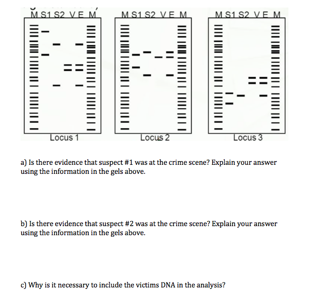 Solved GENETICS PROBLEM: There has been a murder! You work | Chegg.com