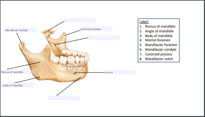 Solved Mandibular condyle Coronoid process Label: 1. Ramus | Chegg.com