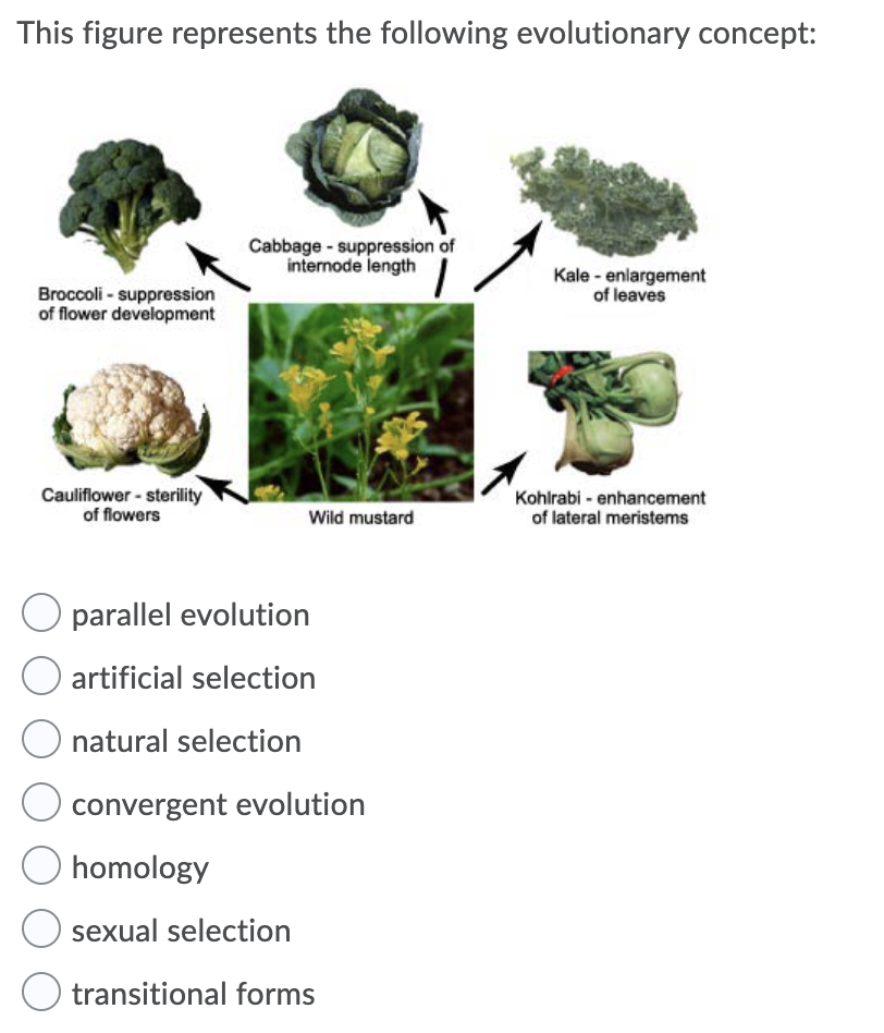 Solved This figure represents the following evolutionary | Chegg.com