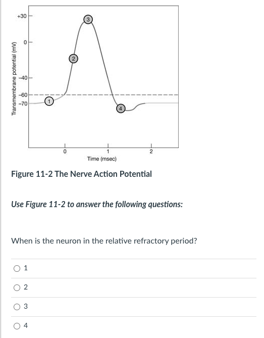 Solved Figure 11-2 ﻿The Nerve Action PotentialUse Figure | Chegg.com