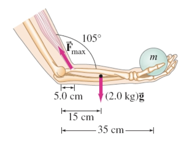 Solved The maximum mass mm that a person can hold in a | Chegg.com