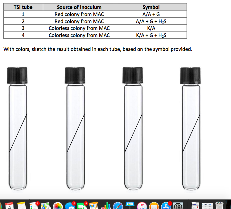 Solved TSI tube 1 2 3 4 Source of Inoculum Red colony from | Chegg.com