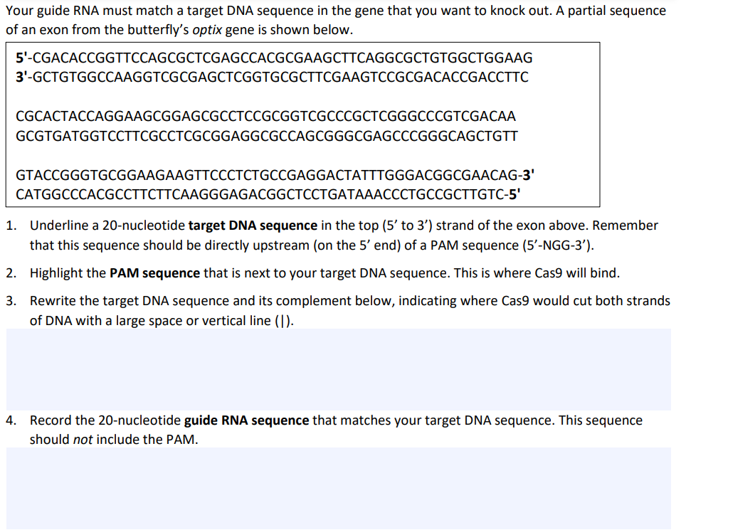 Solved Your guide RNA must match a target DNA sequence in | Chegg.com