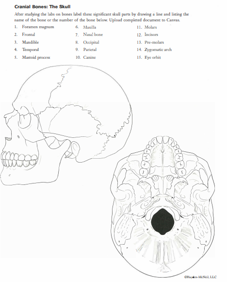 15 Best Images Of Skull Labeling Worksheets Skull Bones