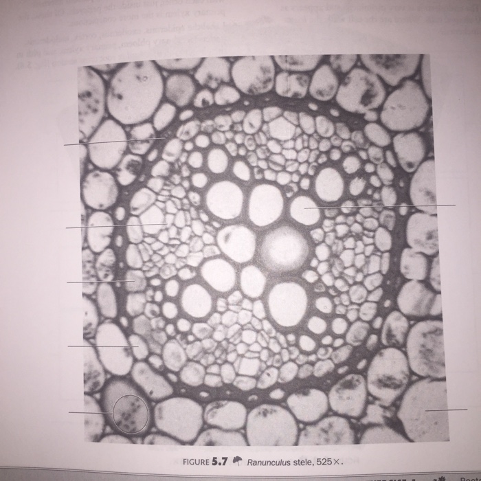 Solved FIGURE 5.7Ranunculus stele, 525x. | Chegg.com