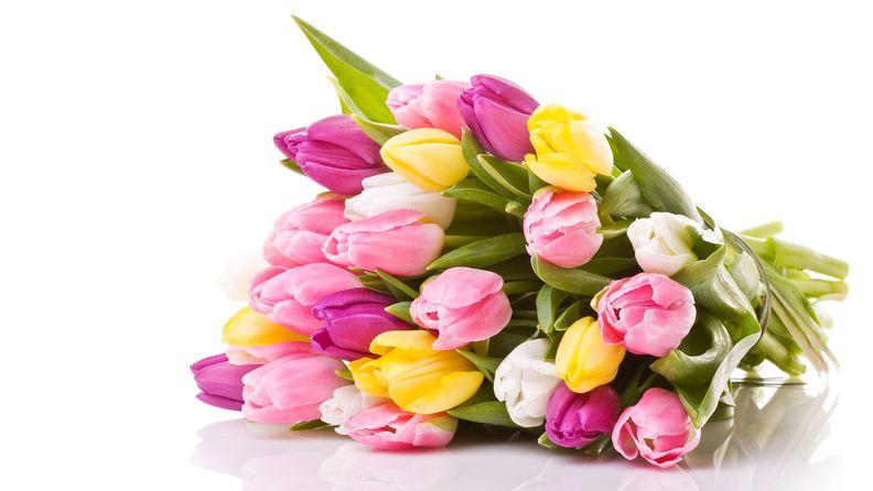 Solved read image “tulips.jpg” (python) change its | Chegg.com