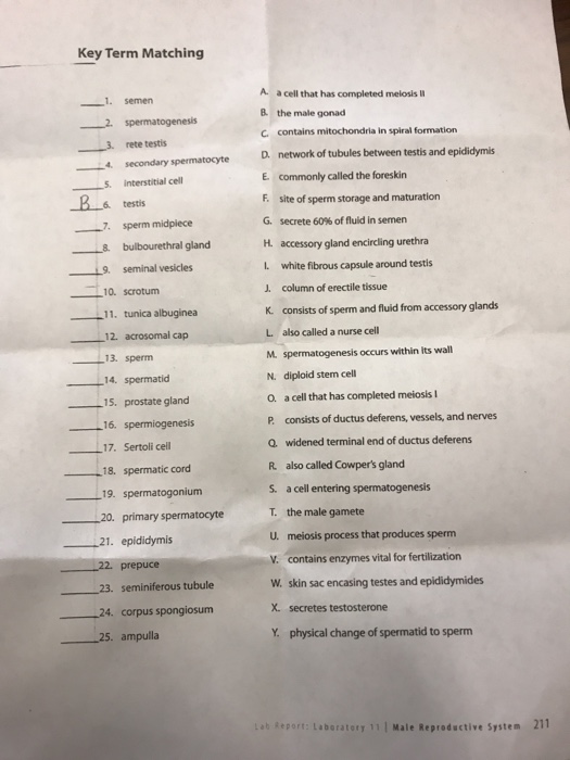 Solved Key Term Matching 2. spermatogenesis 3- testis rete | Chegg.com