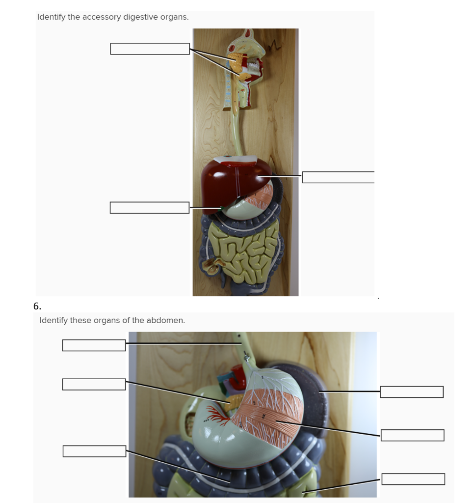 Solved Identify the accessory digestive organs. 6. Identifv | Chegg.com