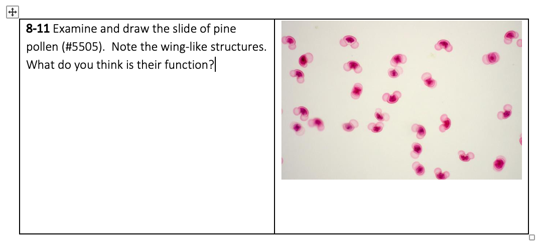 Solved 8-11 Examine and draw the slide of pine pollen | Chegg.com