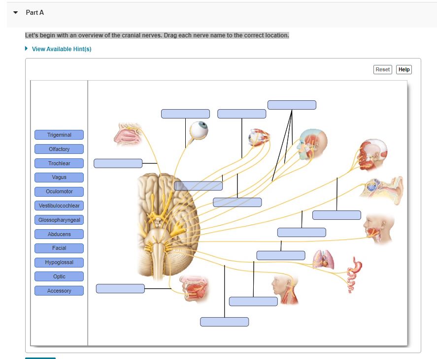 Solved Let's begin with an overview of the cranial nerves. | Chegg.com