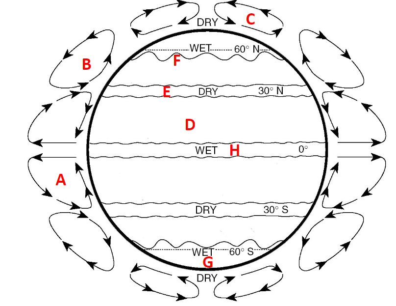 Solved Identify the letter that represents: 1. Ferrell Cell | Chegg.com