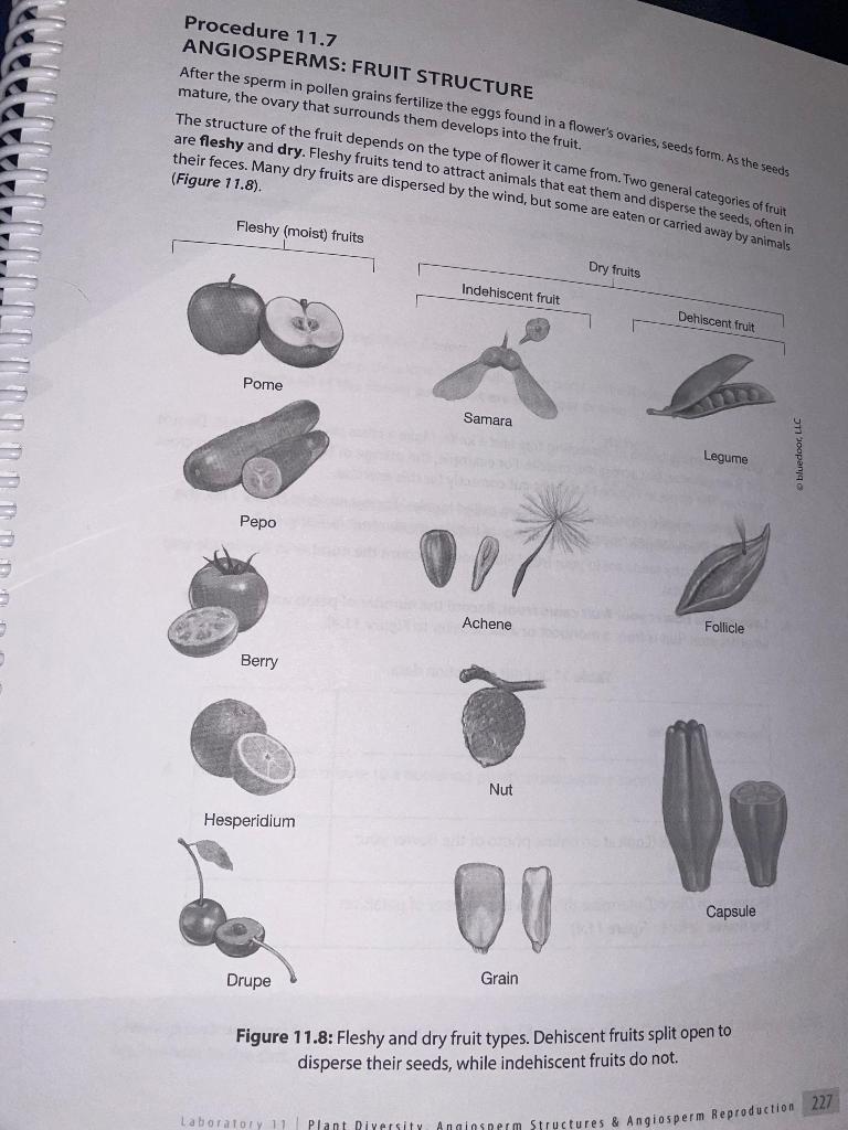 Angiosperm Fruit Types