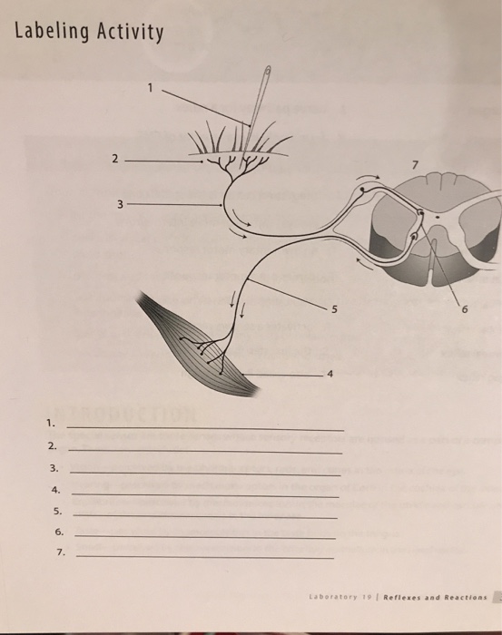 Solved Labeling Activity 2. 3. 4. 5. 7 Laboratory 19 | Chegg.com