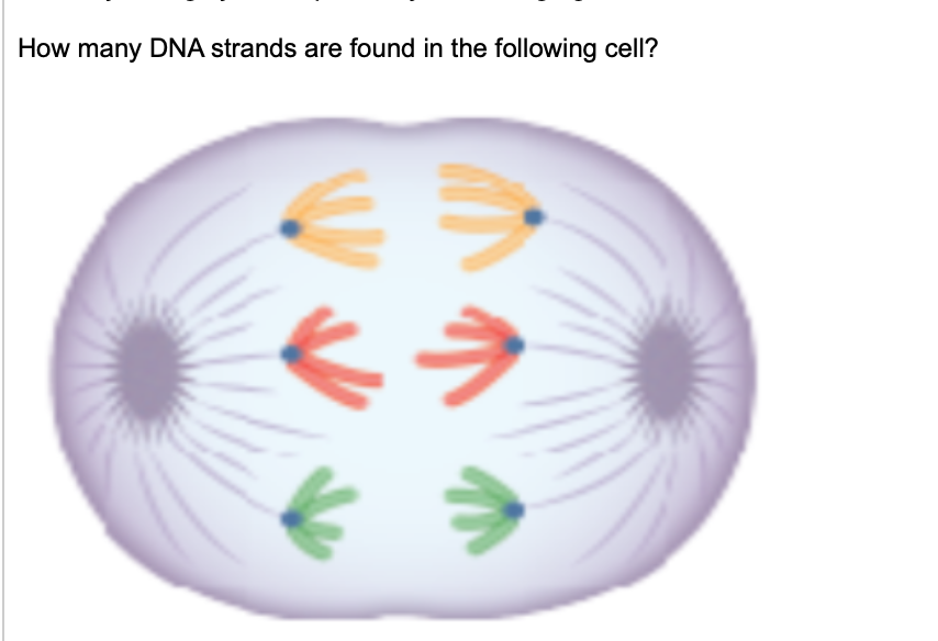 Solved How many DNA strands are found in the following cell? | Chegg.com