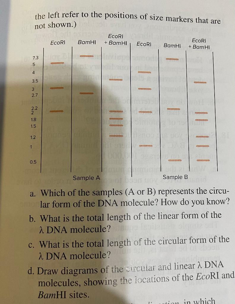 Solved a 8. The linear bacteriophage à genomic DNA has at | Chegg.com