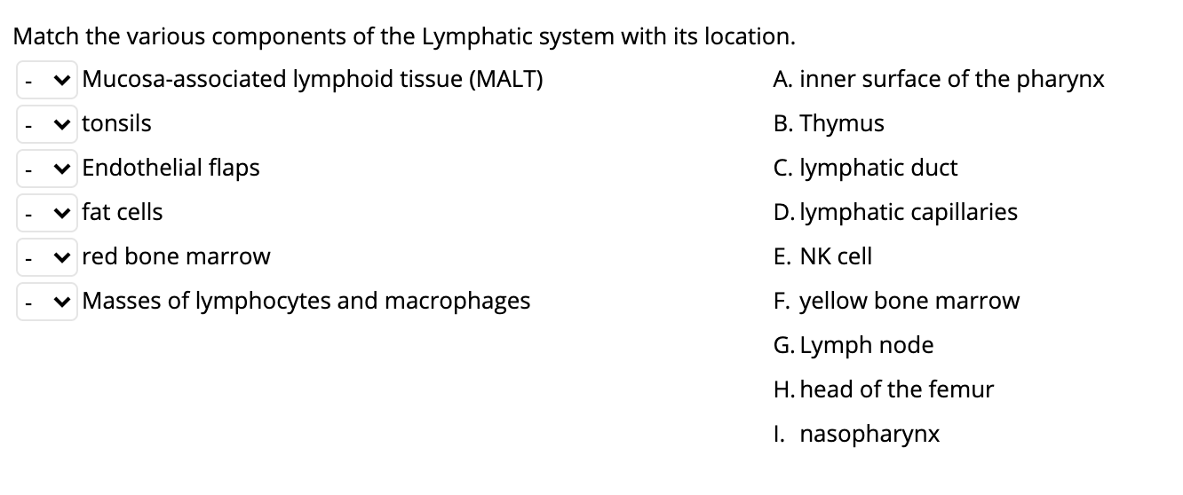 Solved Match the various components of the Lymphatic system | Chegg.com