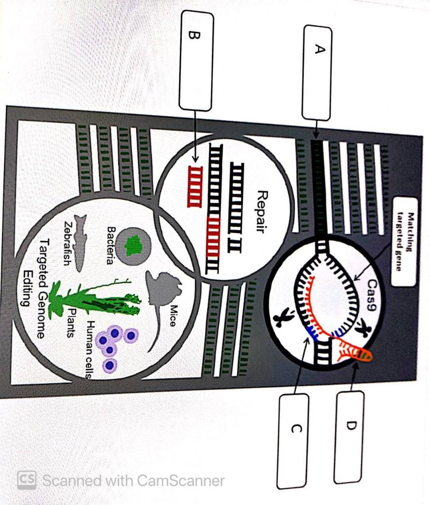 Solved Matching targeted gene Cas9 介 D A с Repair IIIIIIIIII | Chegg.com