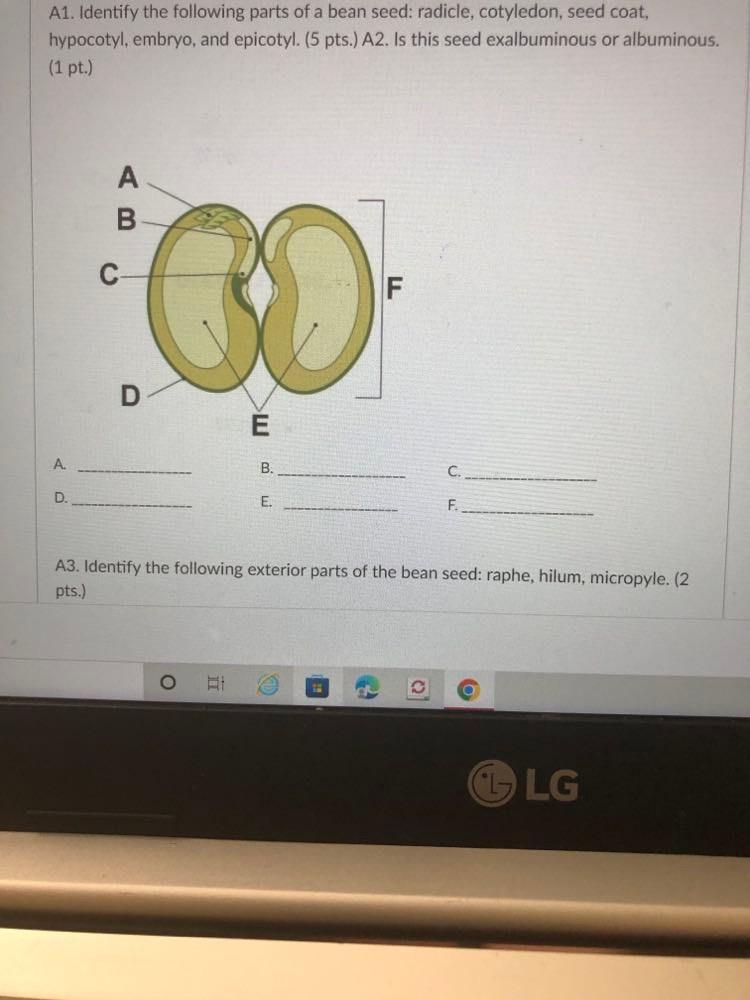 Solved A1. Identify the following parts of a bean seed: | Chegg.com
