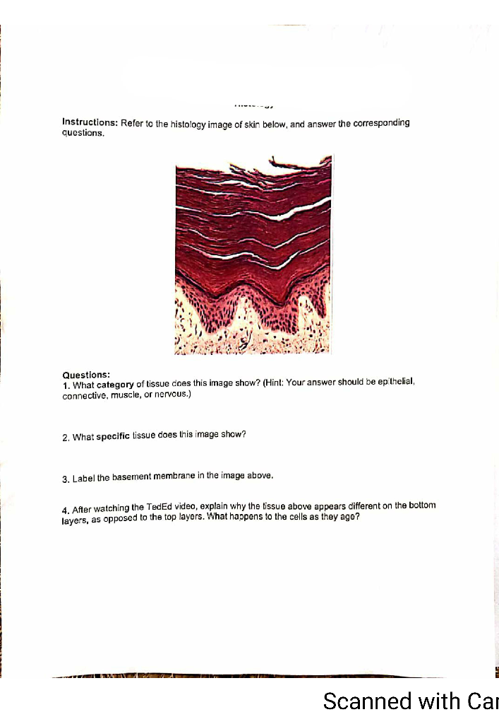 Solved ACTIVITY 2: INTEGUMENTARY SYSTEM | Chegg.com