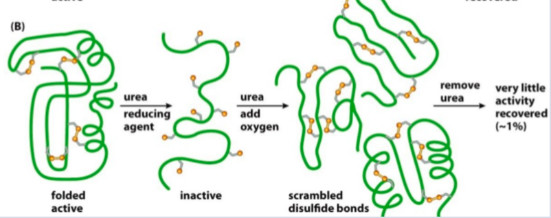 Solved In the experiment with RNase diagrammed below, | Chegg.com