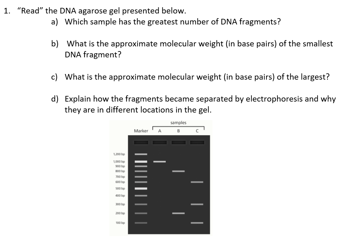 Solved "Read" the DNA agarose gel presented below. a) Which | Chegg.com