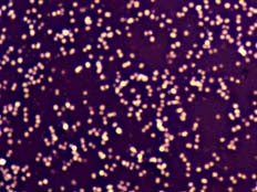 Solved I've attached the lab assignment and the pictures of | Chegg.com