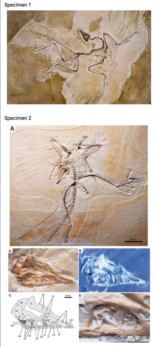 Solved Specimen 1 Specimen 2 A 5cm D Above are two | Chegg.com