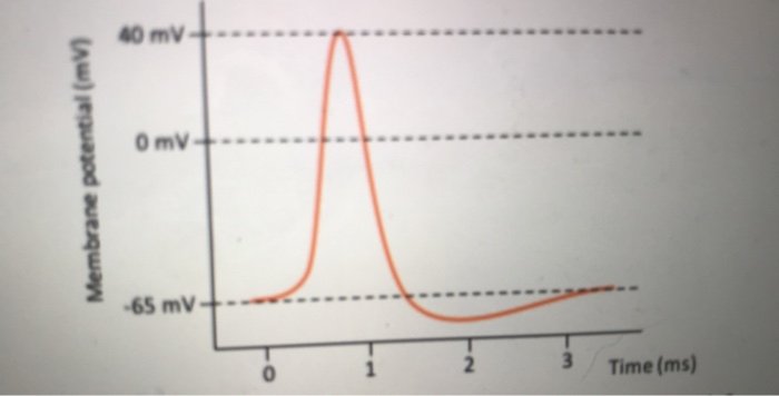 Solved 40 mV mv 65 mV Time (ms) | Chegg.com