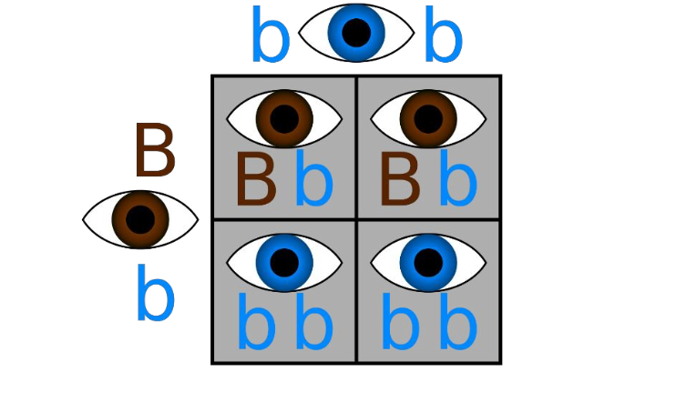 Solved IN C++ language Every person has two eye | Chegg.com