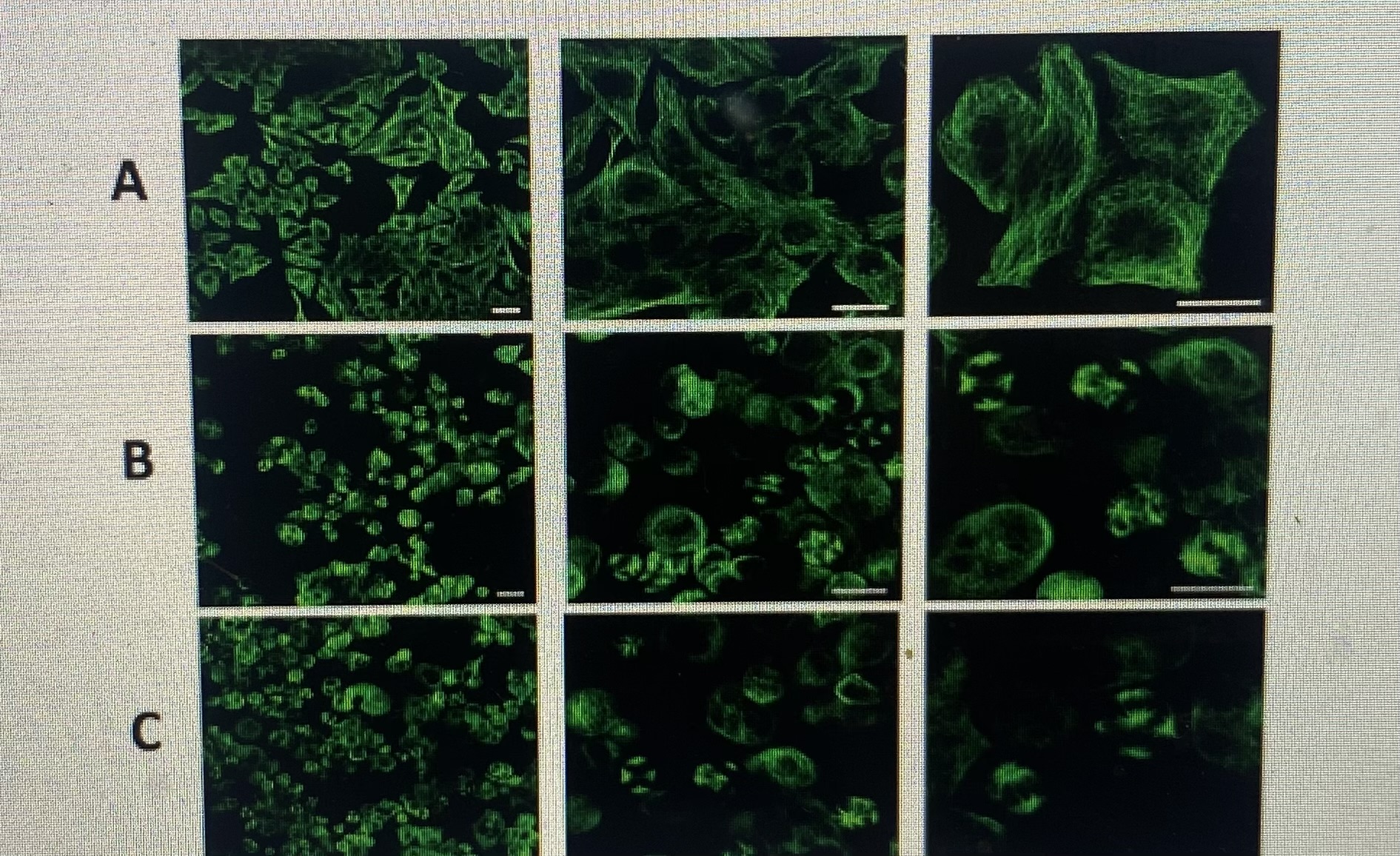 Solved The attached figure shows the effect of common taxane | Chegg.com