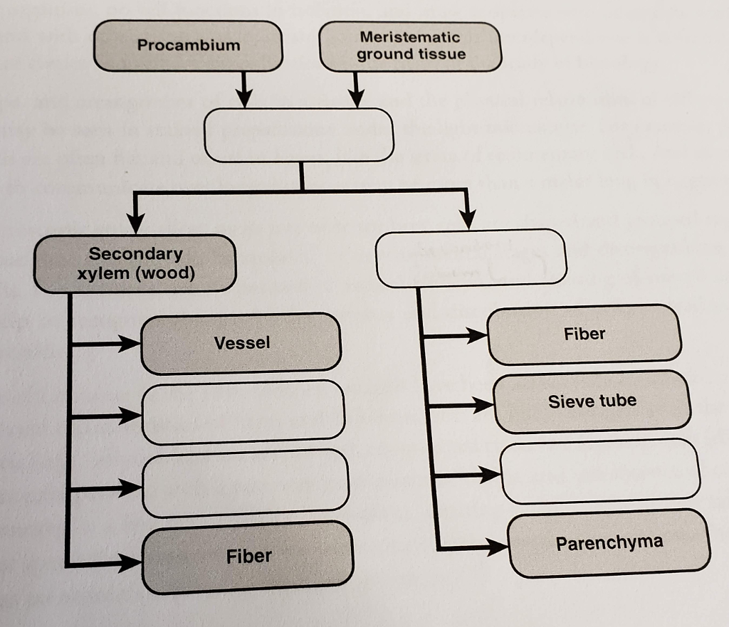 Solved Meristematic ground tissue Procambium Secondary xylem | Chegg.com