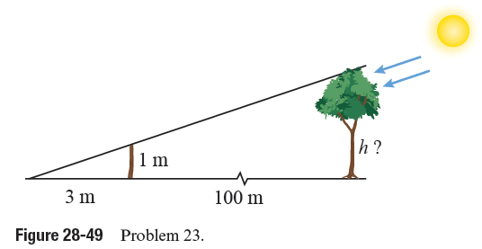 Solved You want to figure out the height of a tree on your | Chegg.com