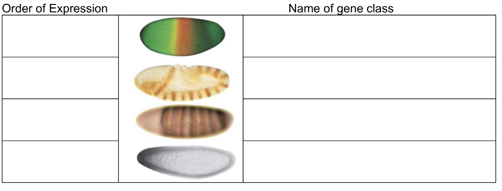 Solved (1) Normal development depends on both the timing of | Chegg.com