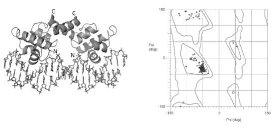 Solved Here is the cartoon representation and Ramachandran | Chegg.com