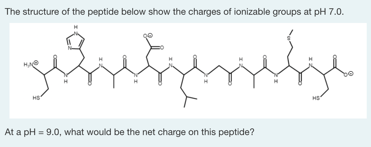 Solved The structure of the peptide below show the charges | Chegg.com