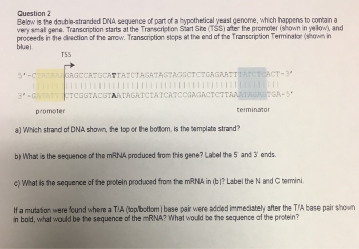 Solved Question 2 Below is the double-stranded DNA sequence | Chegg.com