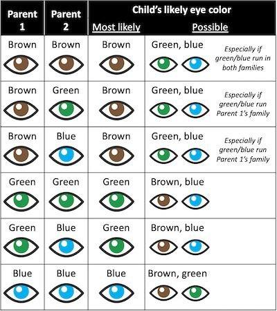 Solved Parent Parent 1 2 Brown Brown Child's likely eye | Chegg.com