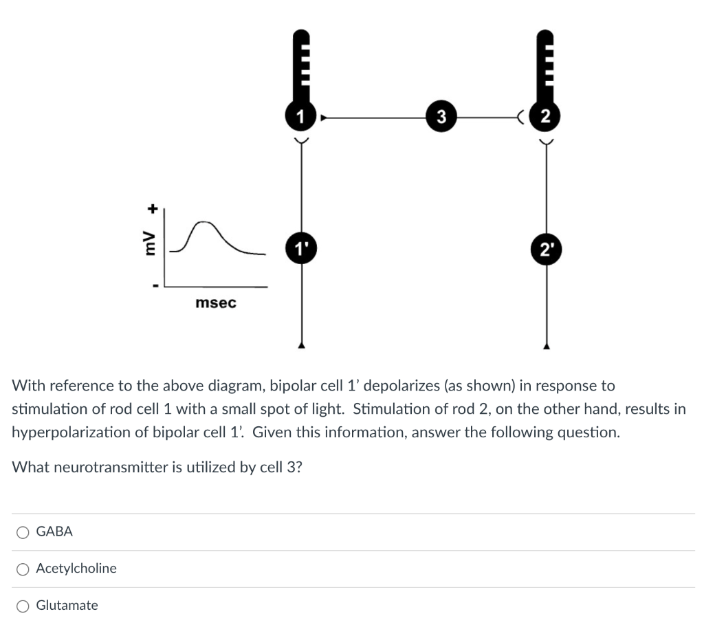 Solved With reference to the above diagram, bipolar cell 1′ | Chegg.com