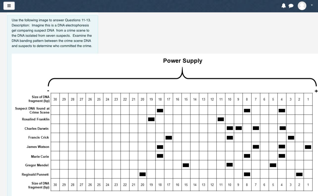 Solved Imagine this is a DNA electrophoresis gel comparing | Chegg.com