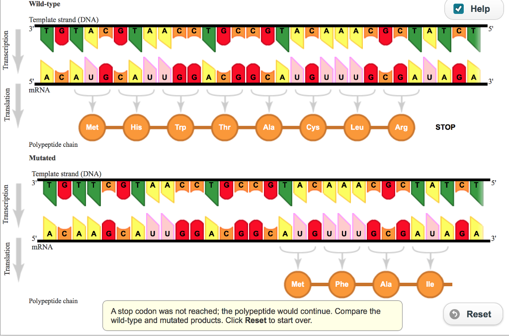 Solved Wild-type Help Template strand (DNA) 5" mRNA Ala Cys | Chegg.com