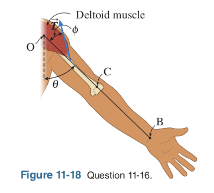 Solved Figure 11-18 shows a person’s arm held extended away | Chegg.com