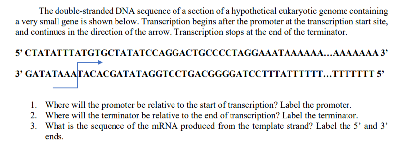 Solved The double-stranded DNA sequence of a section of a | Chegg.com