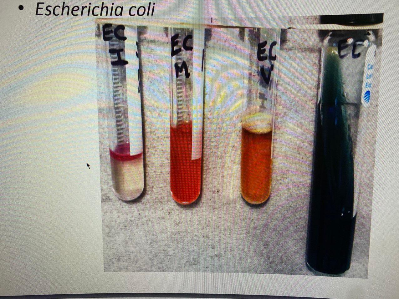 Solved Escherichia coli 30 Escherichia coli 30 Data | Chegg.com