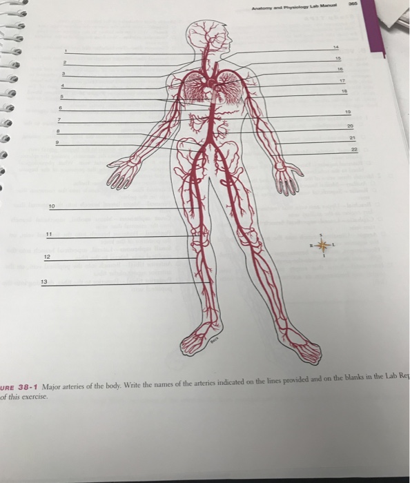 Solved 10 12 13 URE 38-1 Major arteries of the body. Write | Chegg.com