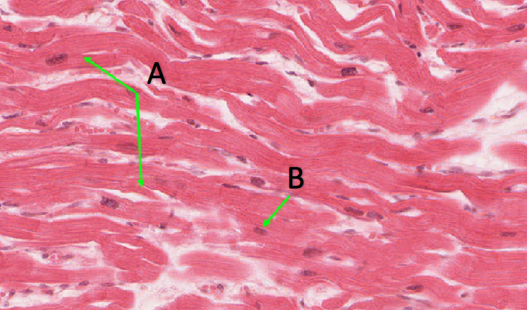 Cardiac Muscle Cell Slide