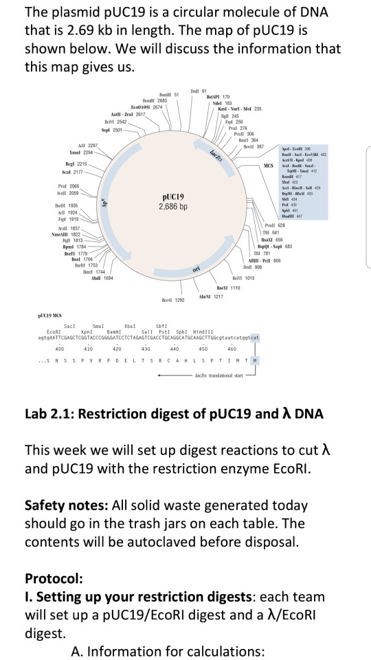 Solved 1. What does the EcoRI restriction enzyme do? 2. How | Chegg.com