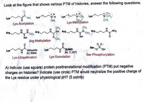 Look at the figure that shows various PTM of | Chegg.com