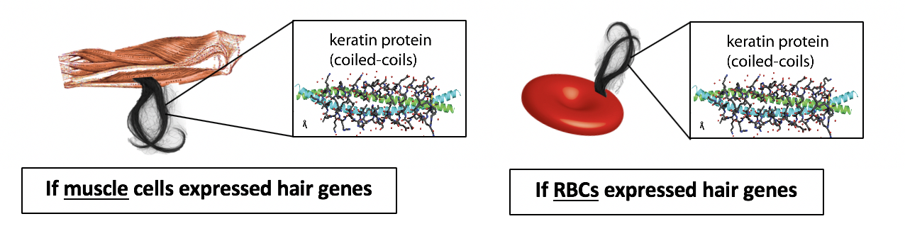 Solved Yet, all the cells in your body contain the | Chegg.com