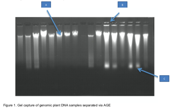 Solved Characterize the quality and purity of DNA samples | Chegg.com